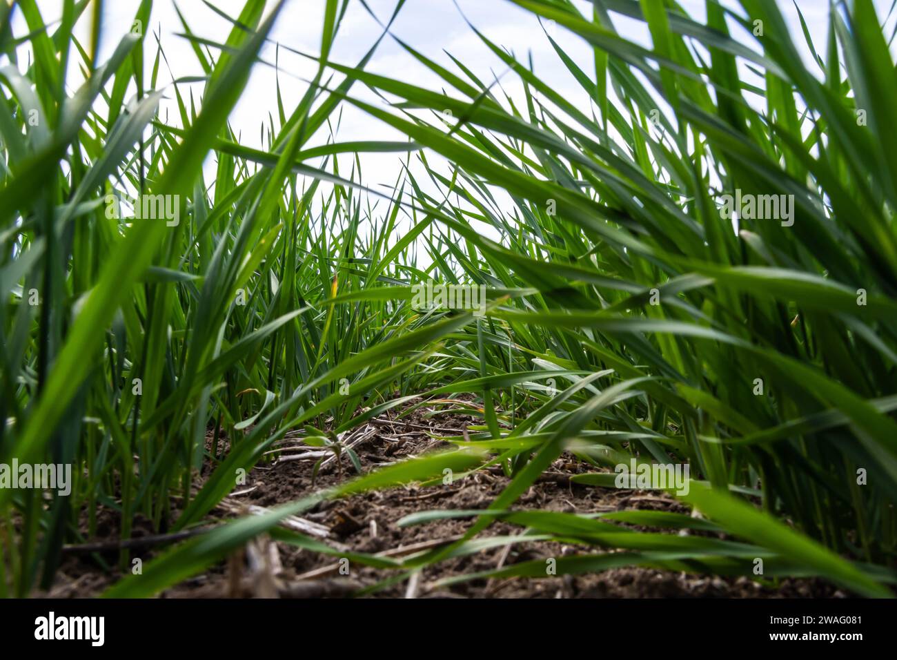 Young wheat seedlings growing in a soil. Agriculture and agronomy theme ...
