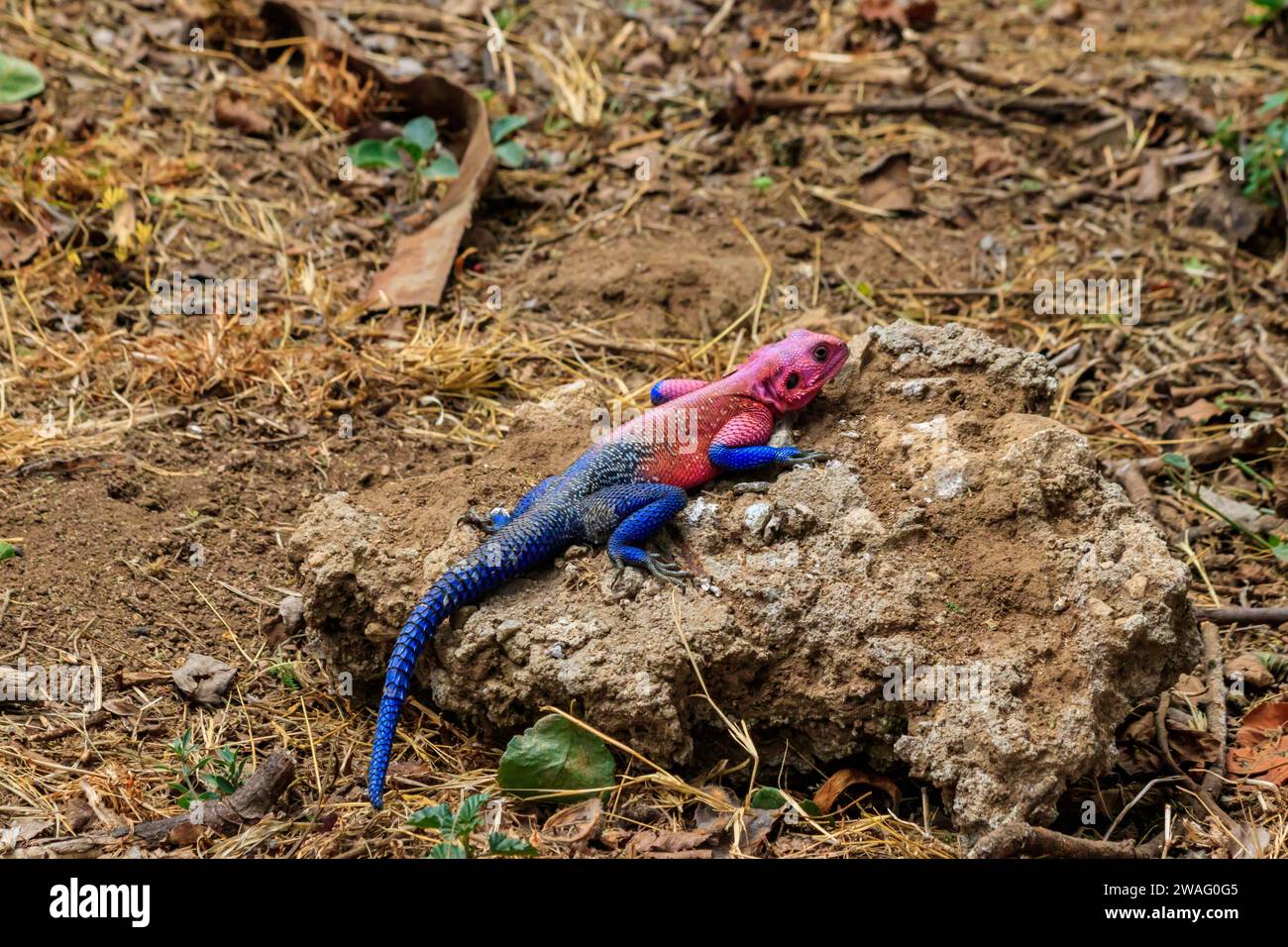 Spider man lizard hi-res stock photography and images - Alamy