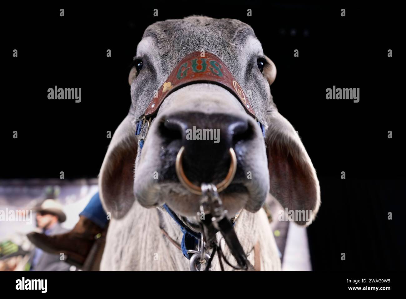 A bull named Gus makes an appearance at Madison Square Garden in New ...