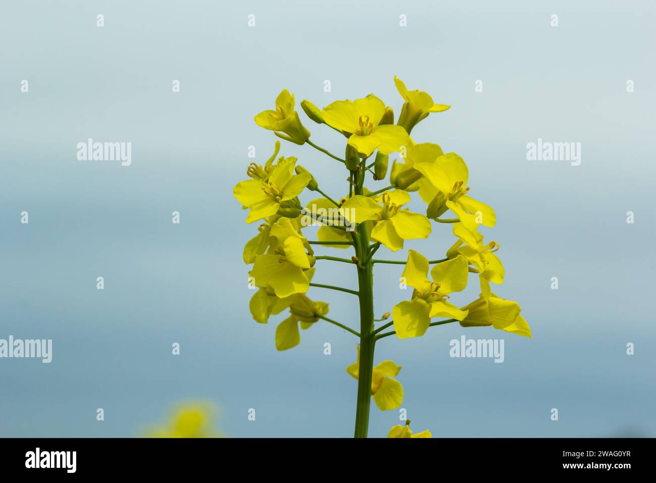Landscape of a field of yellow rape or canola flowers, grown for the ...
