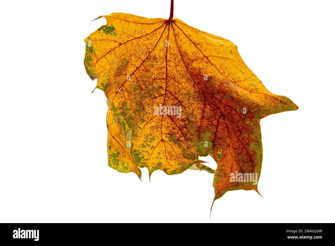 Autumn Maple tree leaf isolated on white background Stock Photo - Alamy