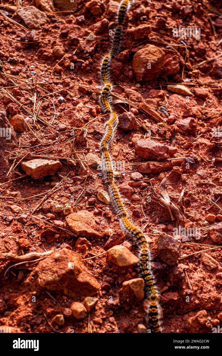Row of caterpillars hi-res stock photography and images - Alamy