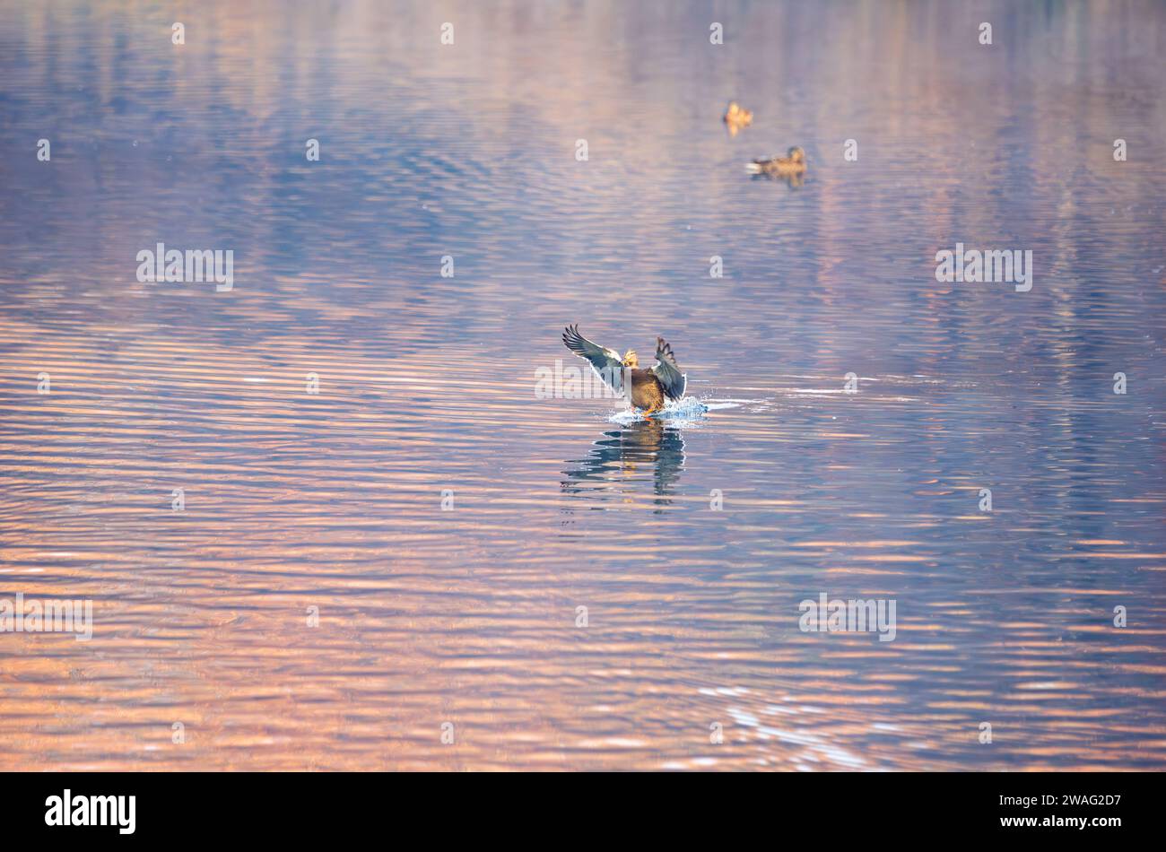 Surface of a lake hi-res stock photography and images - Alamy
