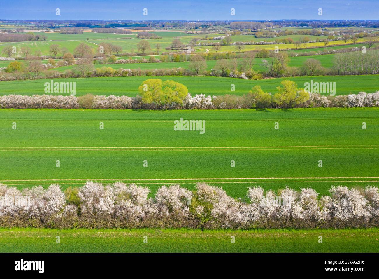 Aerial view over bocage landscape with fields and pastures shielded by blooming hedges and ...