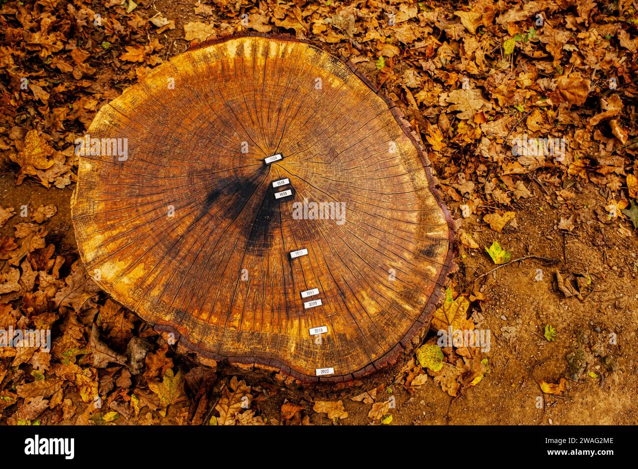 Cross section tree log with wood texture pattern background, The ...