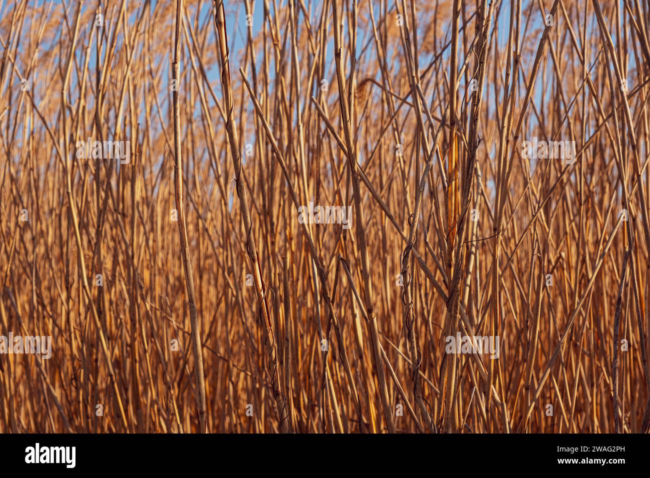 Dried reed plant blowing in hi-res stock photography and images - Alamy