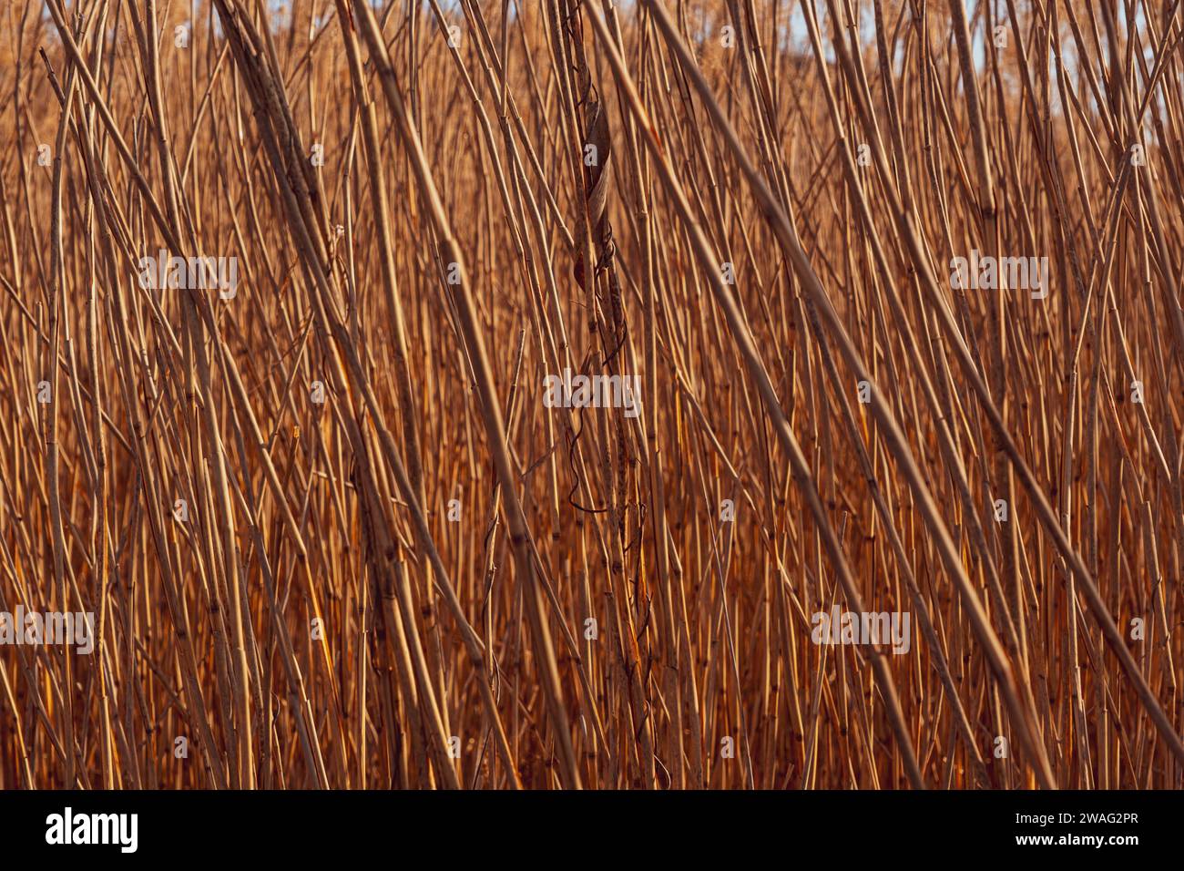 dried rush in the wind with blue sky Stock Photo - Alamy