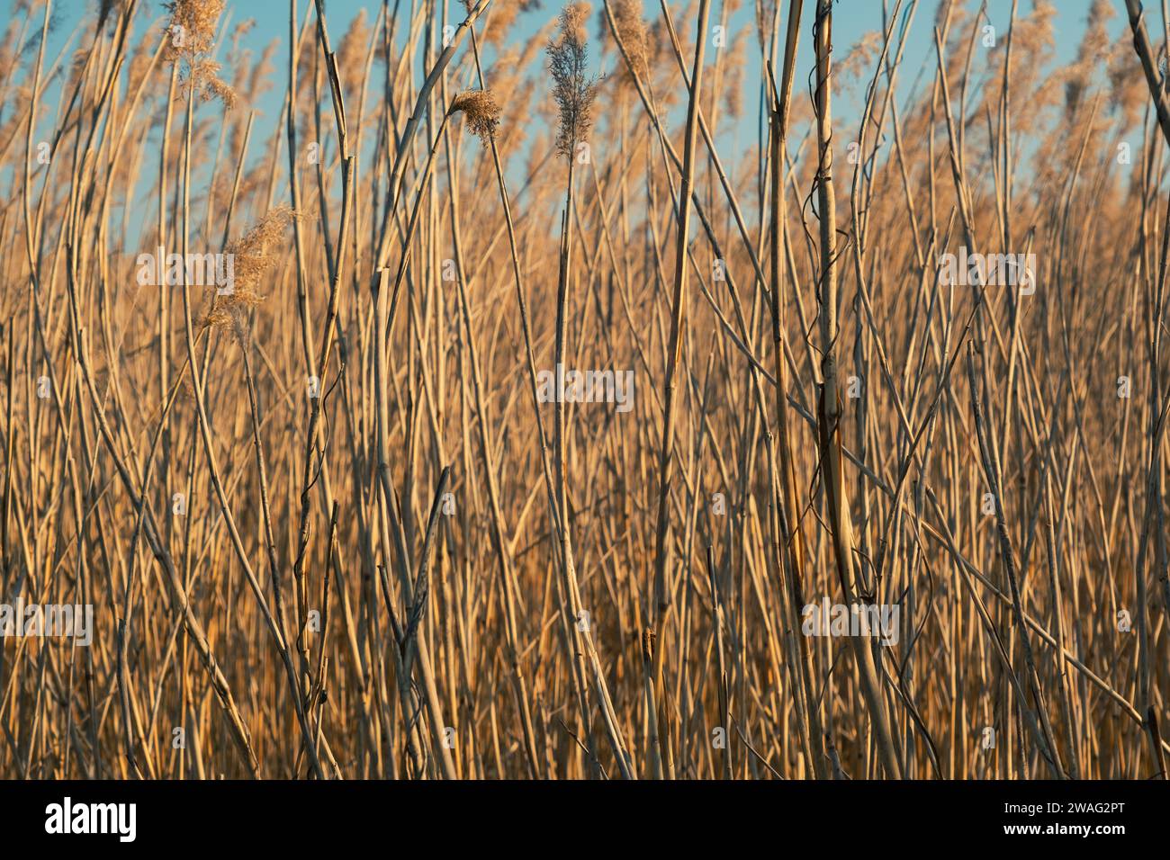 Dried reed plant blowing in hi-res stock photography and images - Alamy