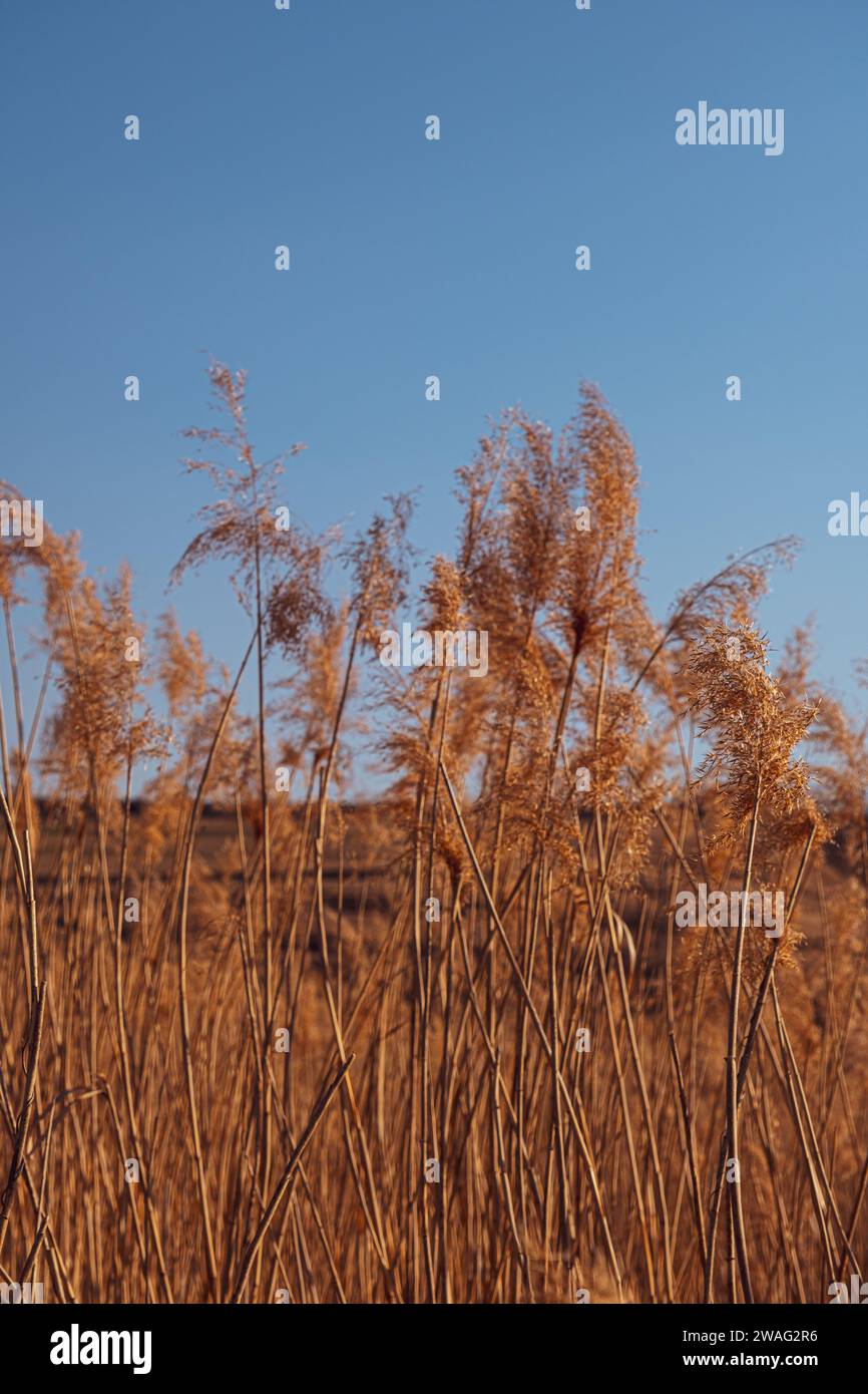 dried rush in the wind with blue sky Stock Photo - Alamy