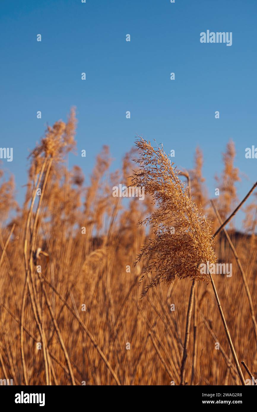 Dried reed plant blowing in hi-res stock photography and images - Alamy