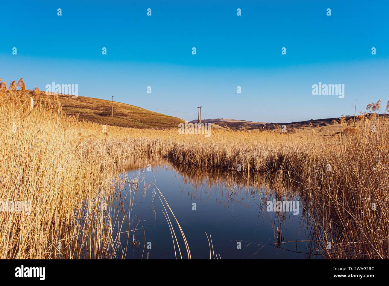dried rush in the wind with blue sky Stock Photo - Alamy