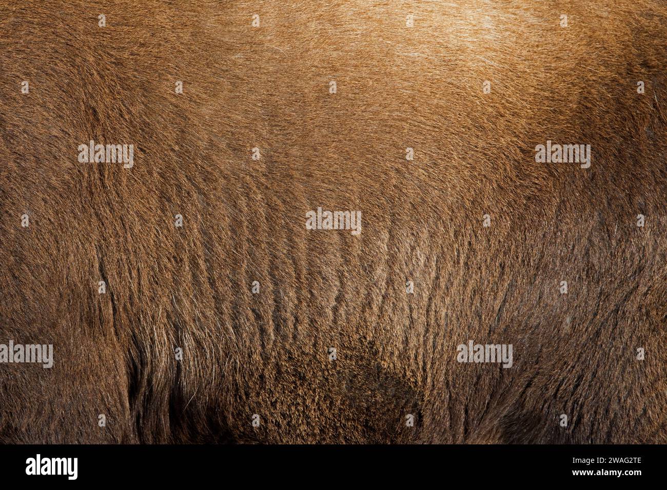 Alpine ibex (Capra ibex) close-up of brown hairs of thick winter coat ...