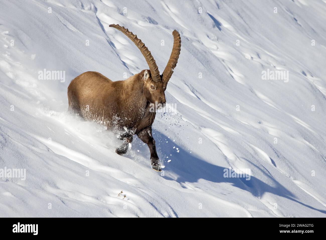 Alpine ibex (Capra ibex) male with large horns running down mountain ...
