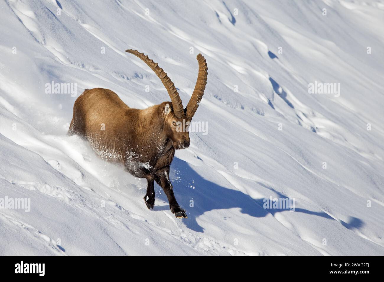 Alpine ibex (Capra ibex) male with large horns running down mountain ...