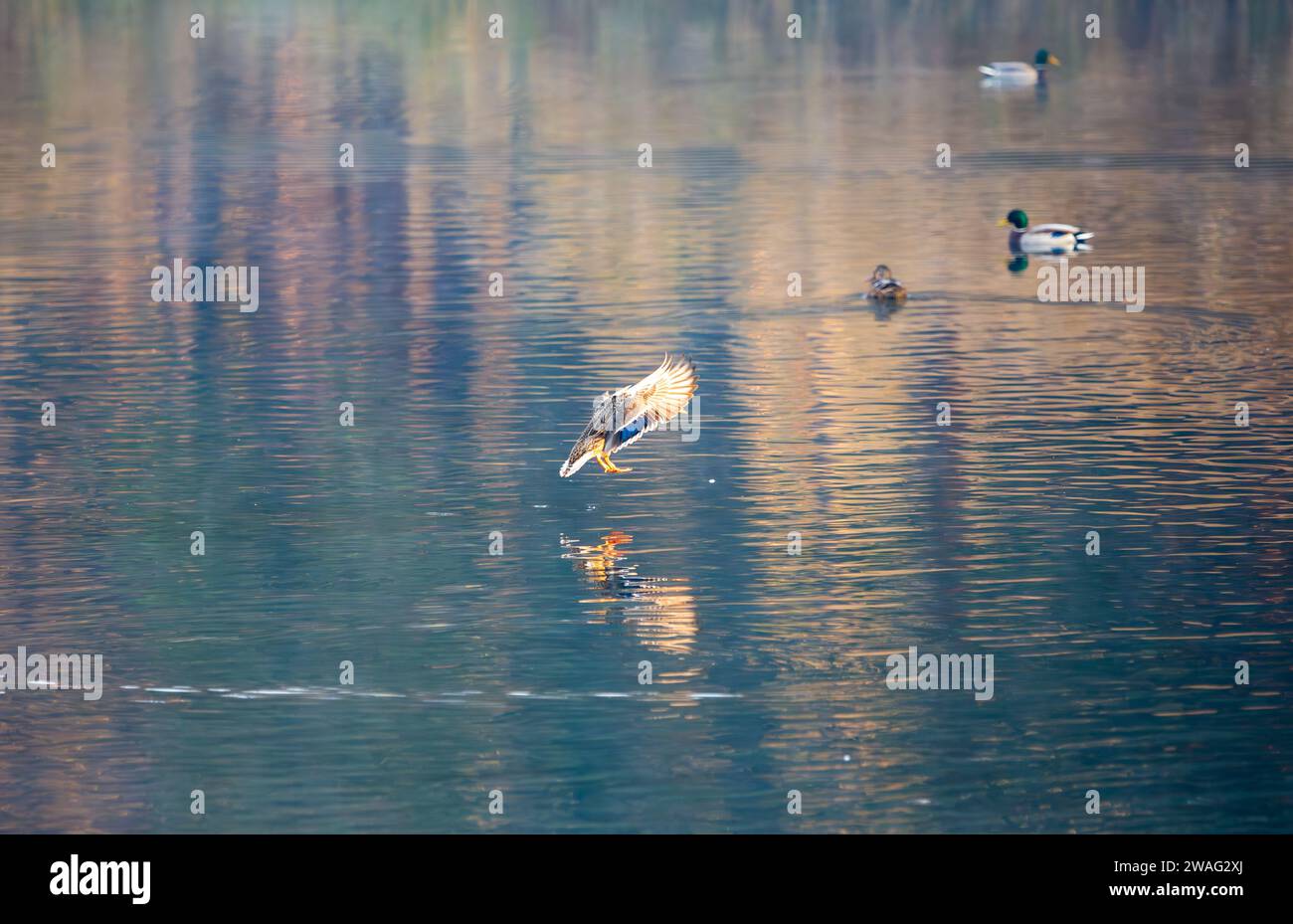 Surface of a lake hi-res stock photography and images - Alamy