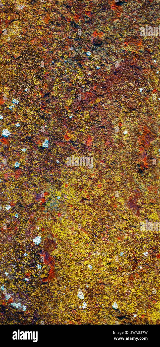 metal plate rusted with lichens Stock Photo - Alamy