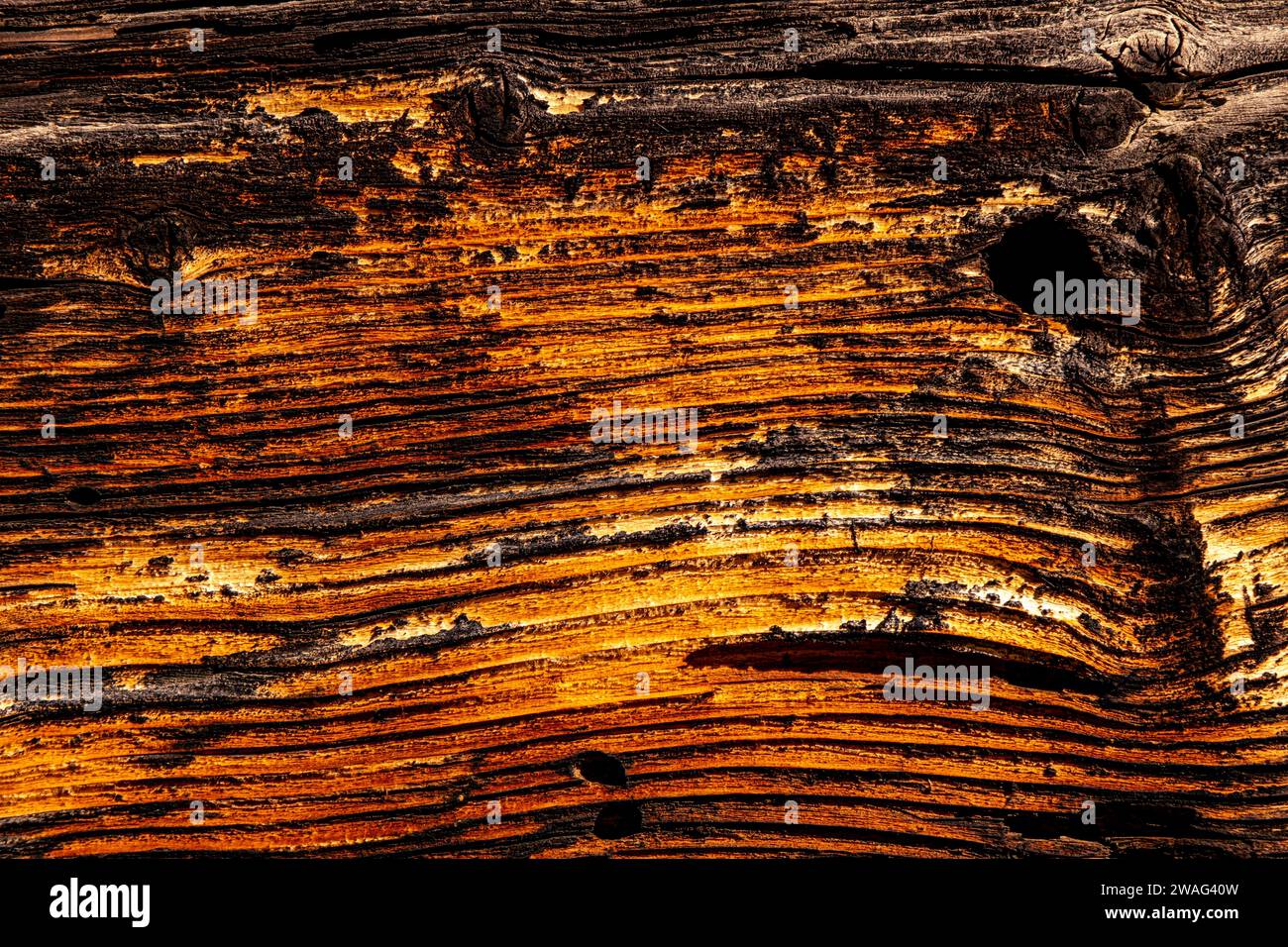 Surface of the old plank texture eroded by time and caries Stock Photo ...