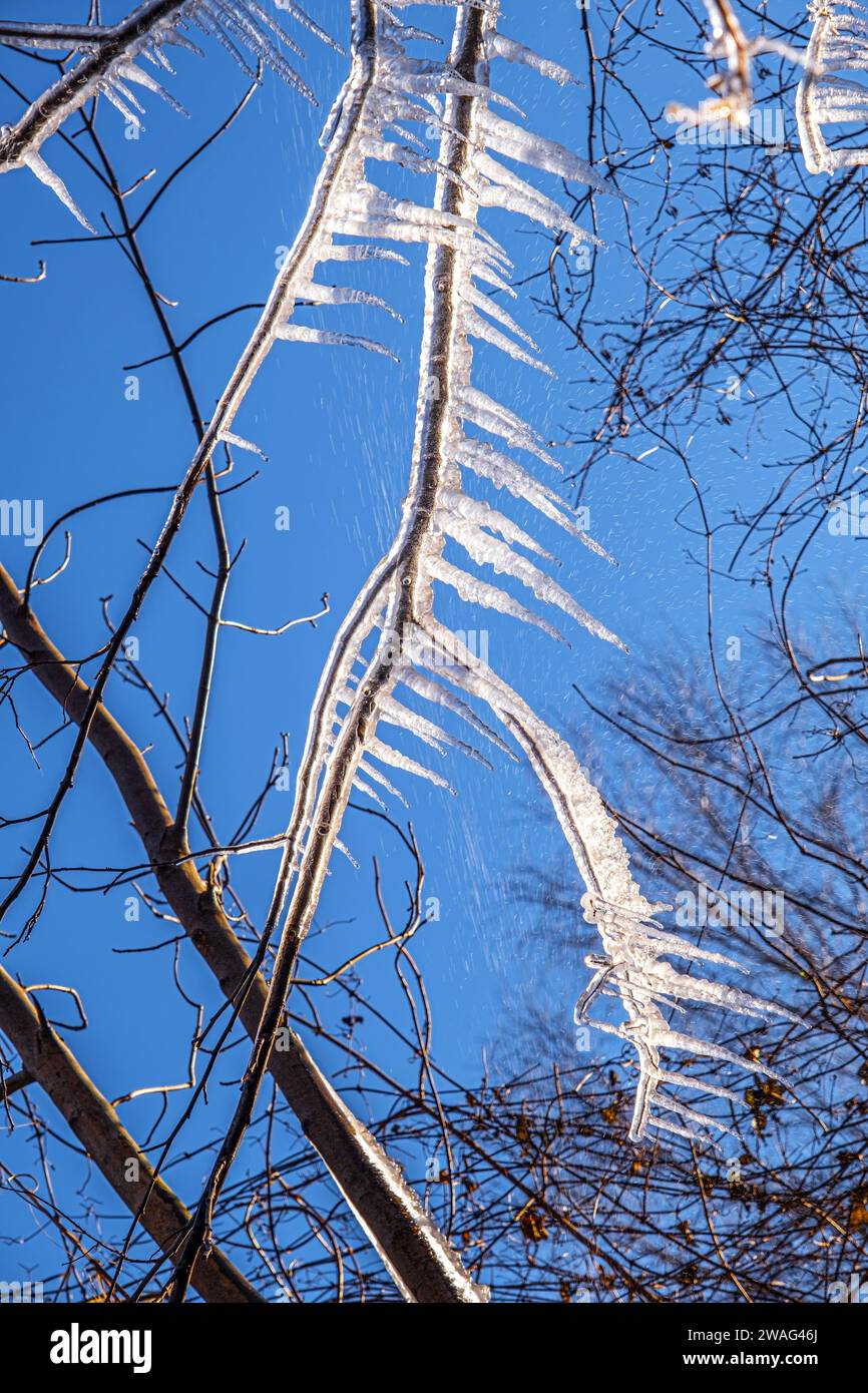 Tree branch covered with ice. Glaciated tree branches, consequences ...
