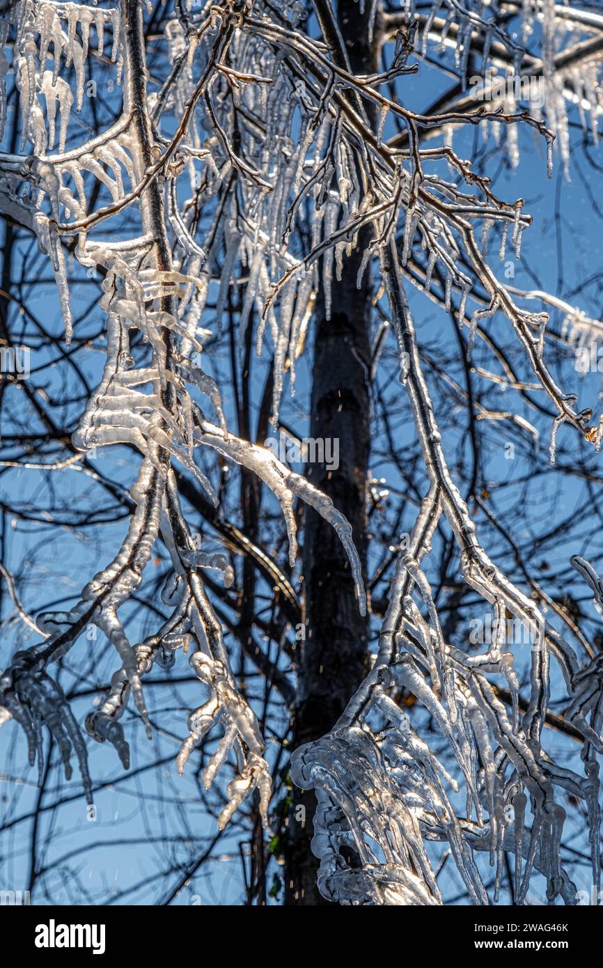 Tree branch covered with ice. Glaciated tree branches, consequences ...