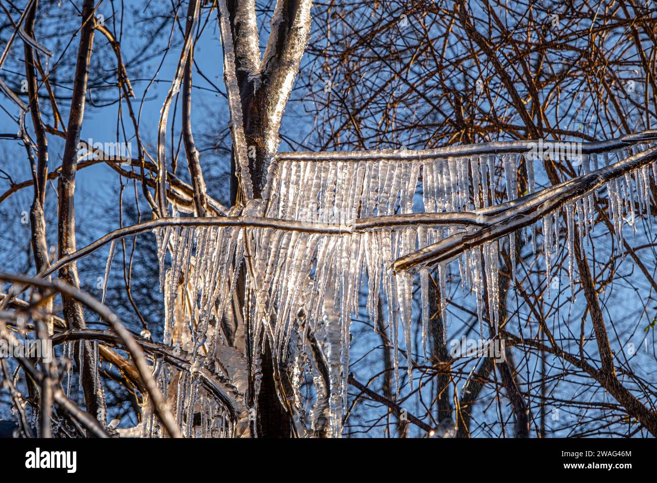 Tree branch covered with ice. Glaciated tree branches, consequences ...