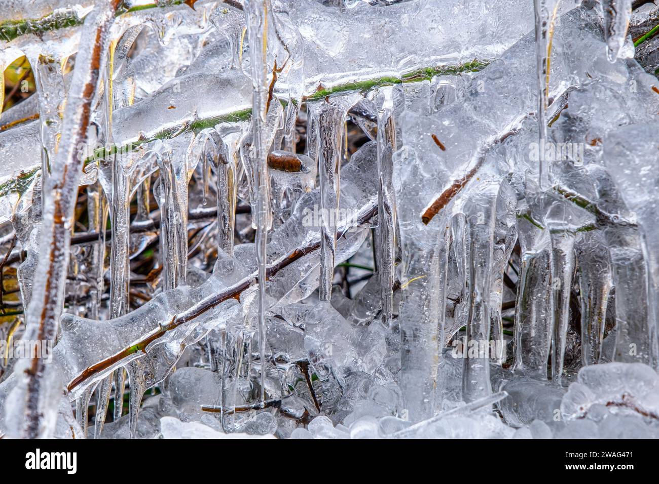 Tree branch covered with ice. Glaciated tree branches, consequences ...