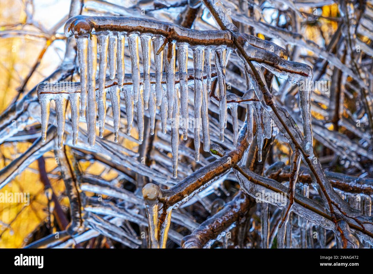 Tree branch covered with ice. Glaciated tree branches, consequences ...