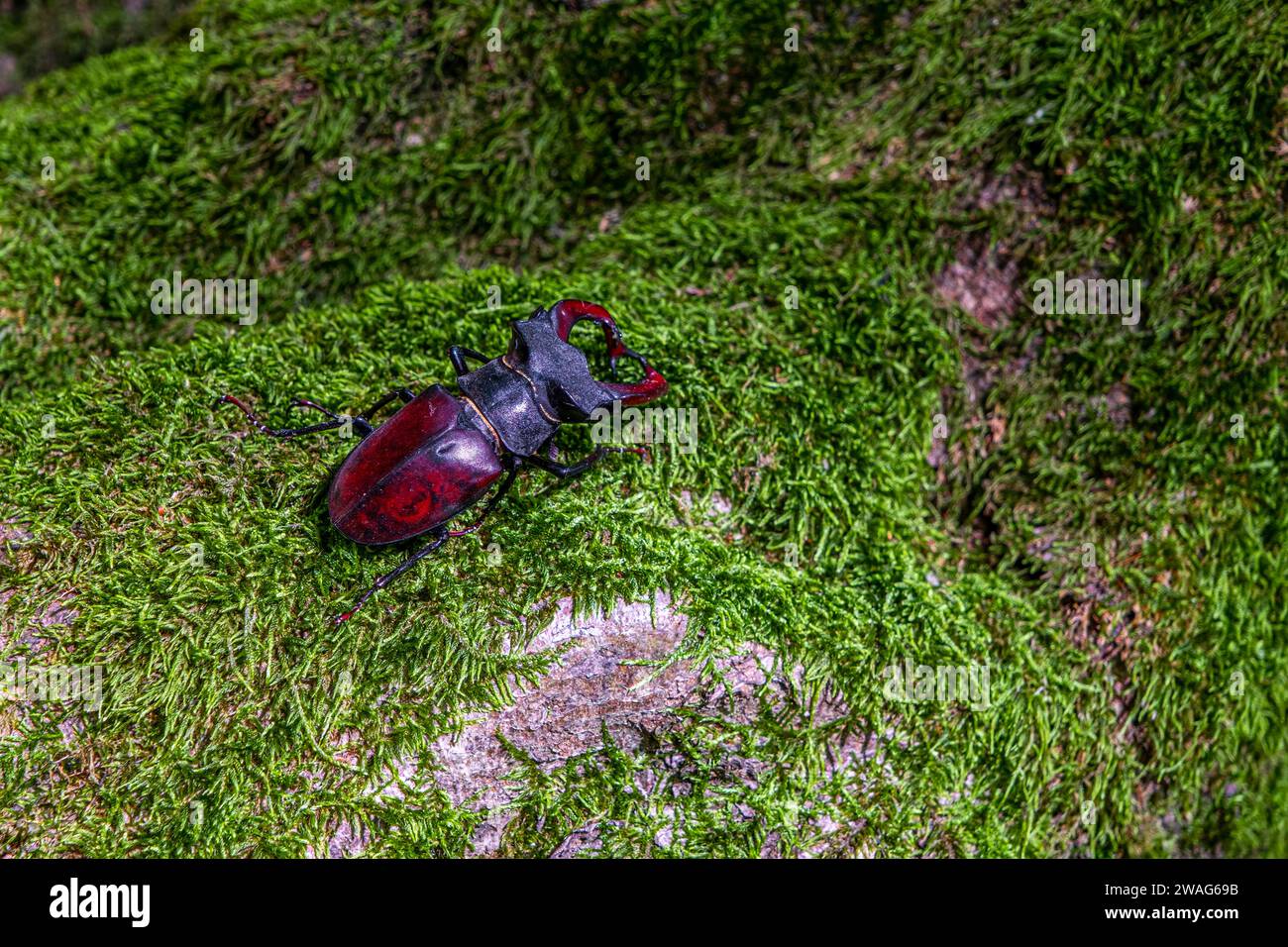 Stag beetle, Lucanus cervus, big insect in the nature habitat, Sibiu ...