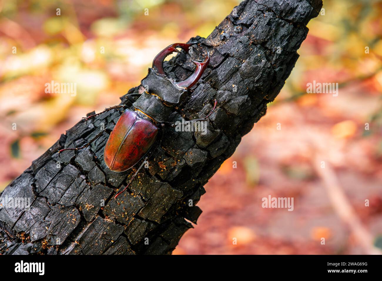 Stag beetle on a log hi-res stock photography and images - Alamy