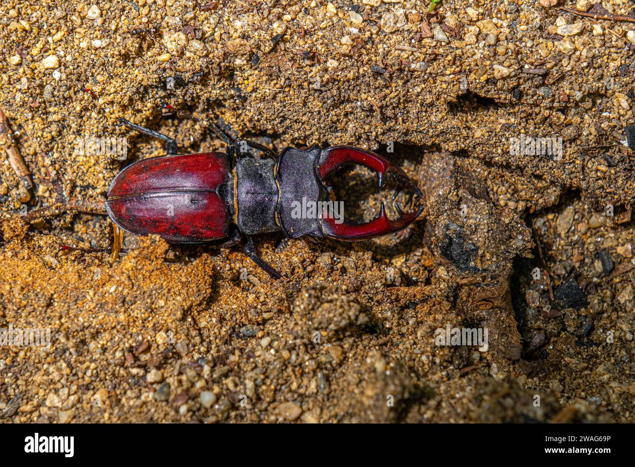 Stag beetle, Lucanus cervus, big insect to an ant nest, Sibiu, Romania ...
