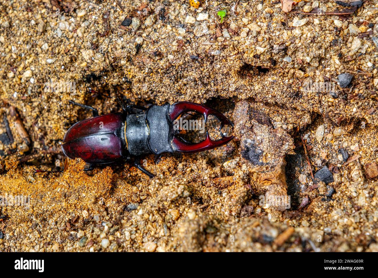 Stag beetle, Lucanus cervus, big insect to an ant nest, Sibiu, Romania ...