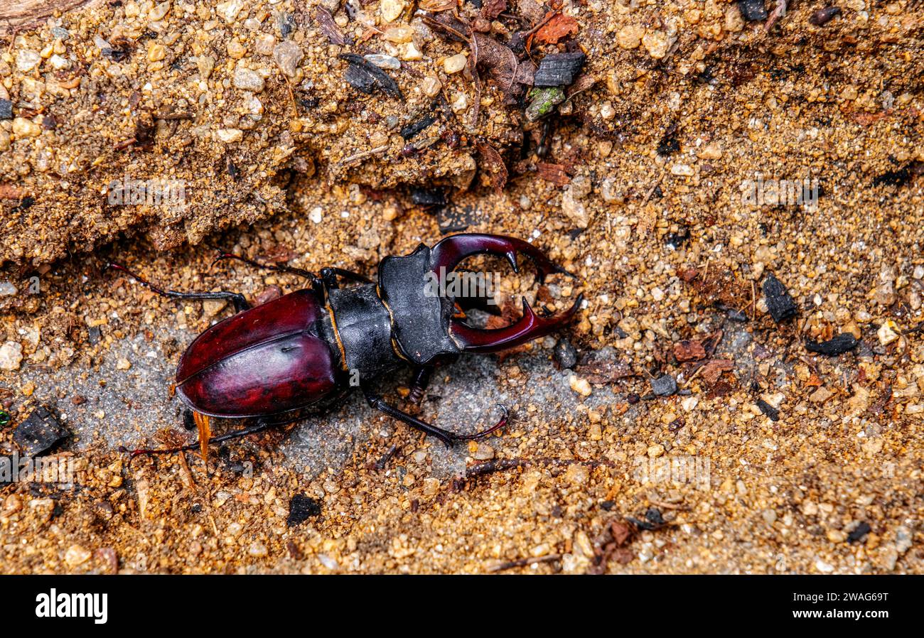 Stag beetle, Lucanus cervus, big insect to an ant nest, Sibiu, Romania ...