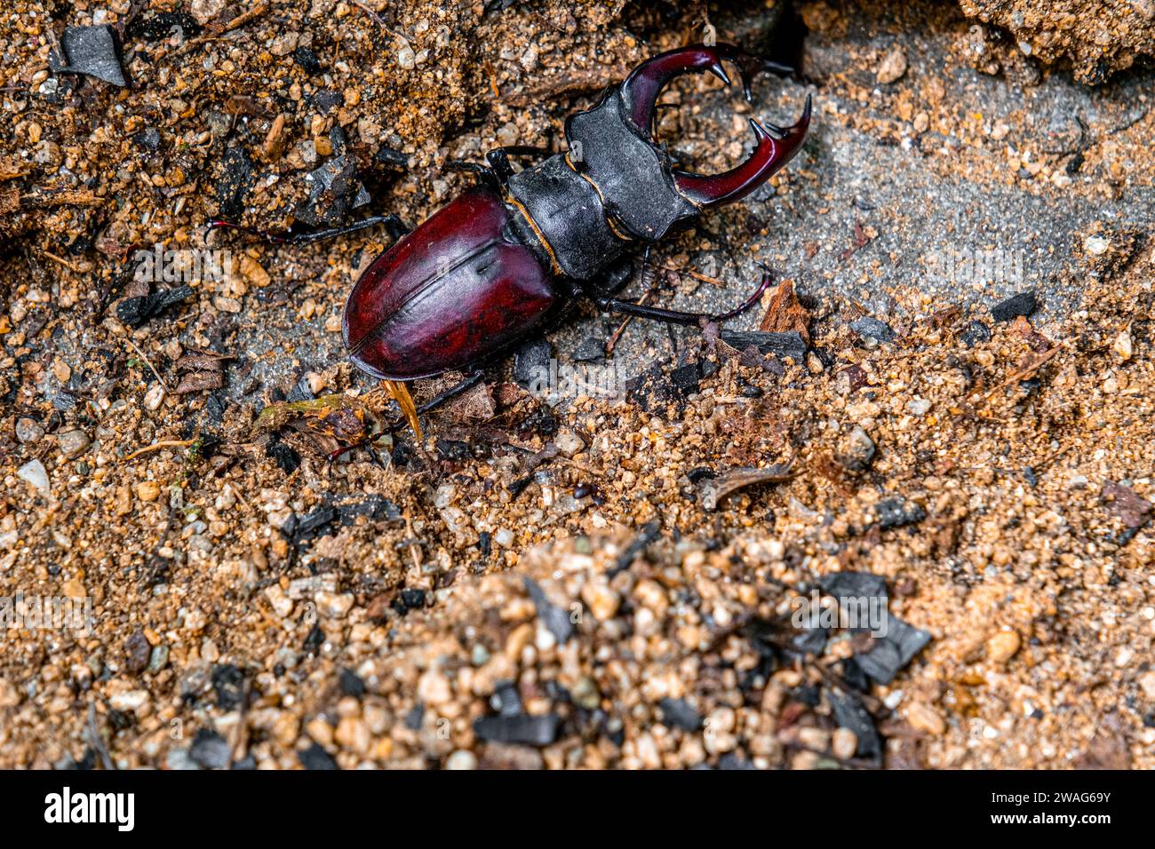 Stag beetle, Lucanus cervus, big insect to an ant nest, Sibiu, Romania ...