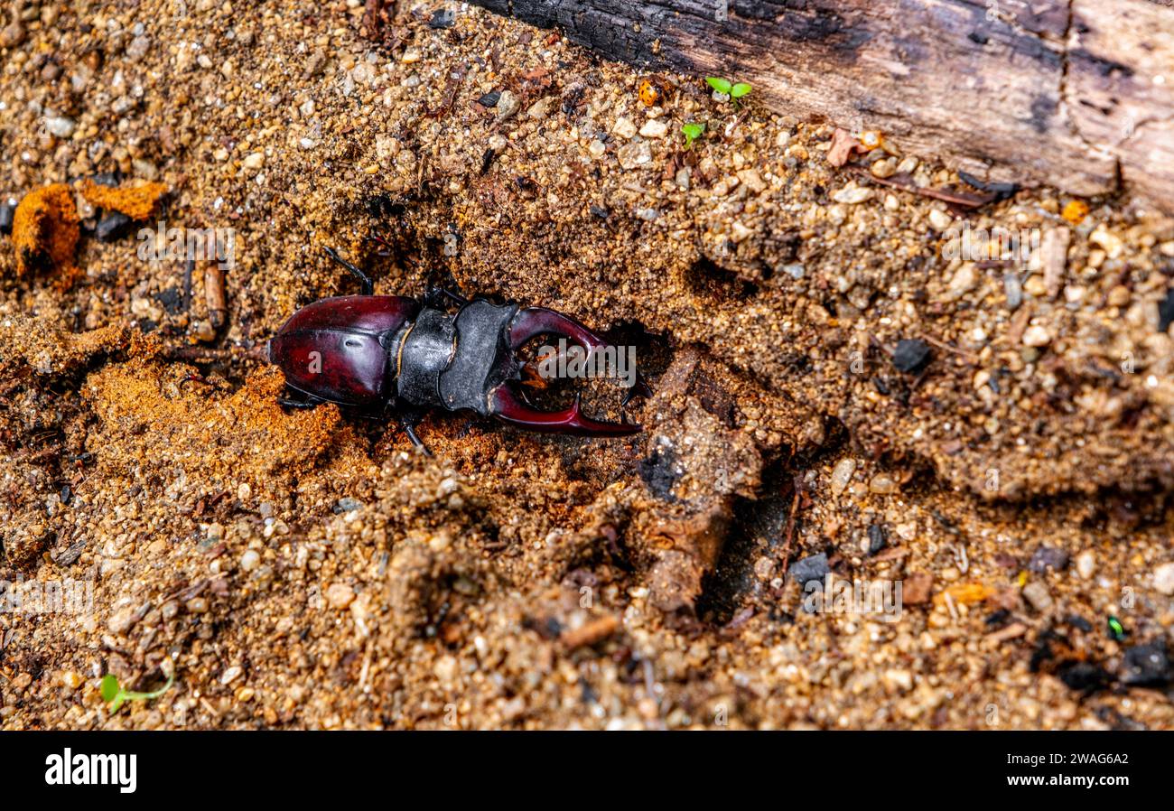 Stag beetle, Lucanus cervus, big insect to an ant nest, Sibiu, Romania ...