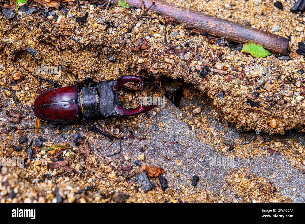Stag beetle, Lucanus cervus, big insect to an ant nest, Sibiu, Romania ...