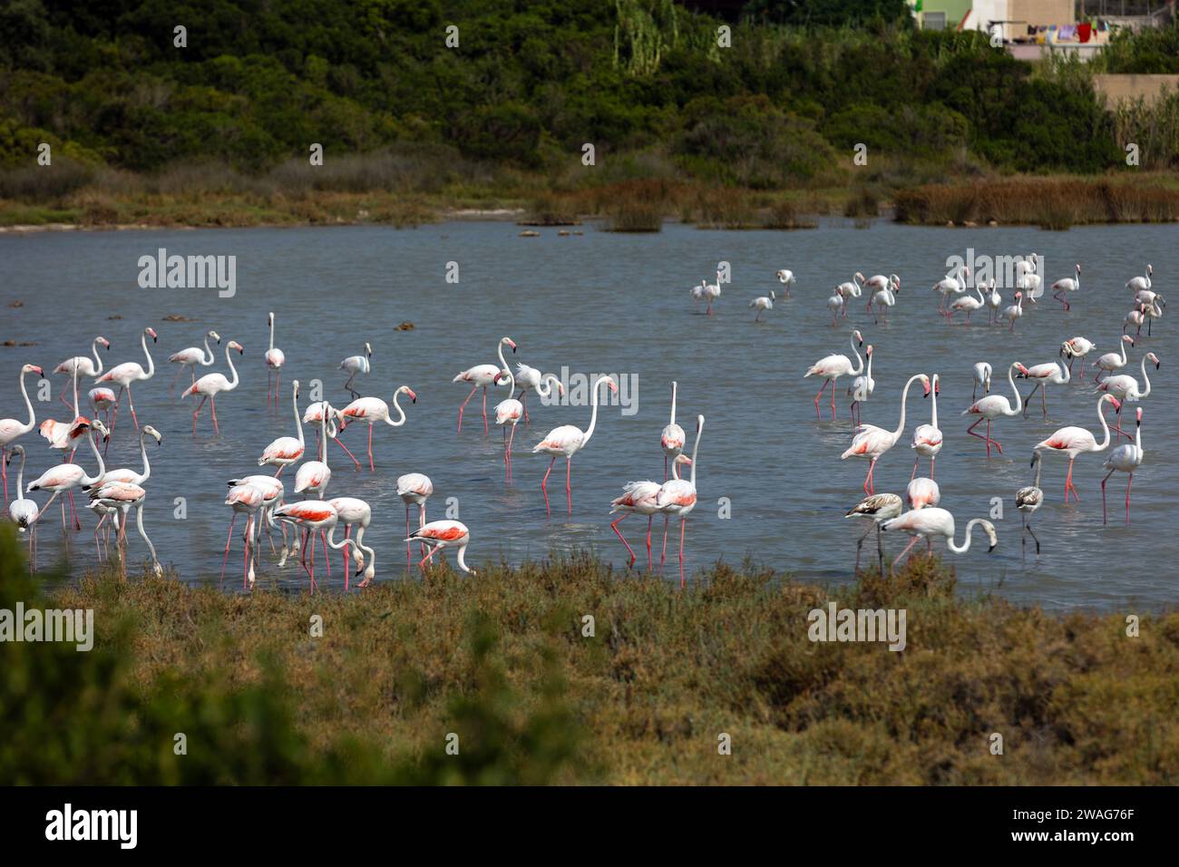 Animali selvatici in natura hi-res stock photography and images - Alamy