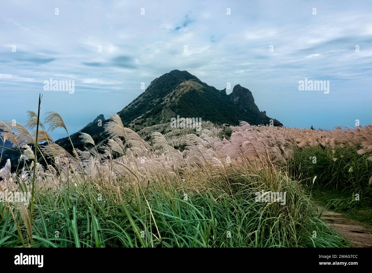 Silvergrass taiwan hi-res stock photography and images - Alamy