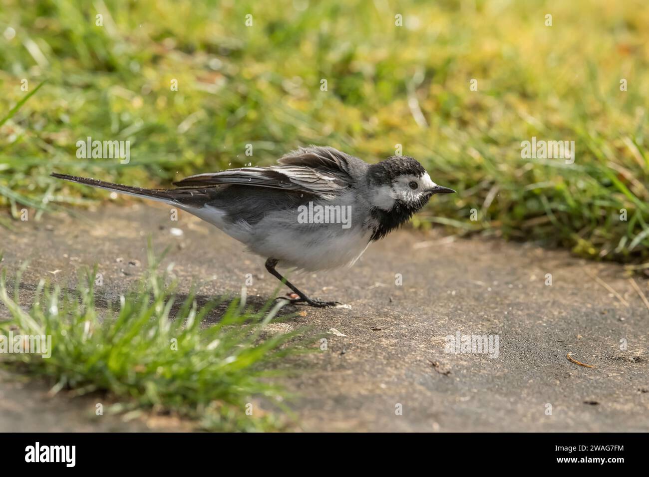 Stones and wagtail hi-res stock photography and images - Alamy