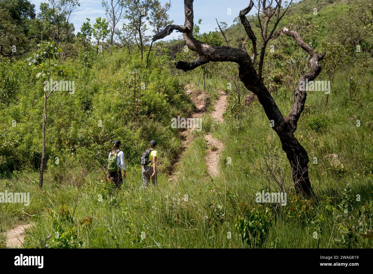 Hiking in the Brazilian cerrado, South America Stock Photo - Alamy