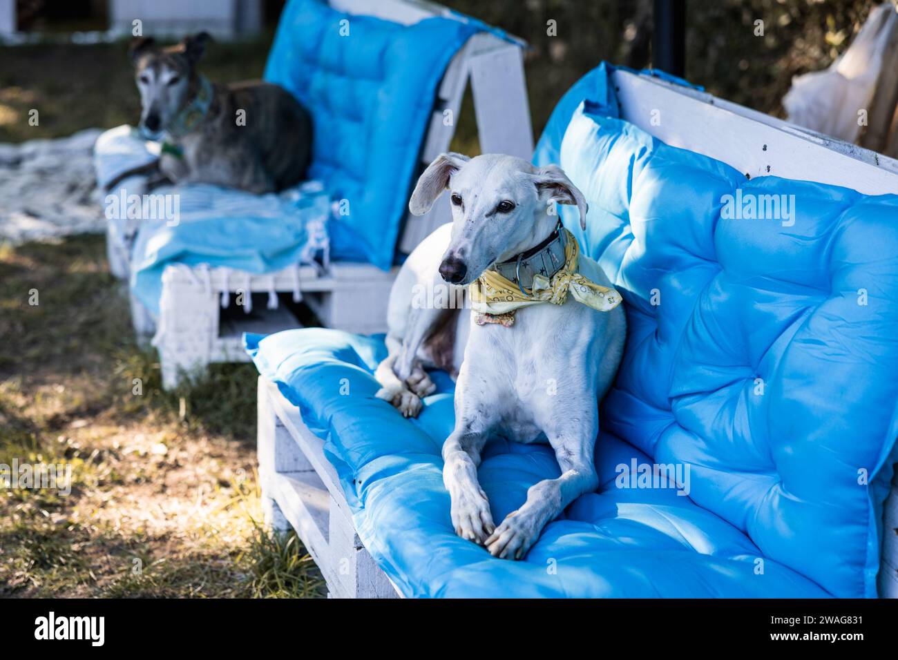 Photo of two greyhounds, one black and one white, lying on a garden ...