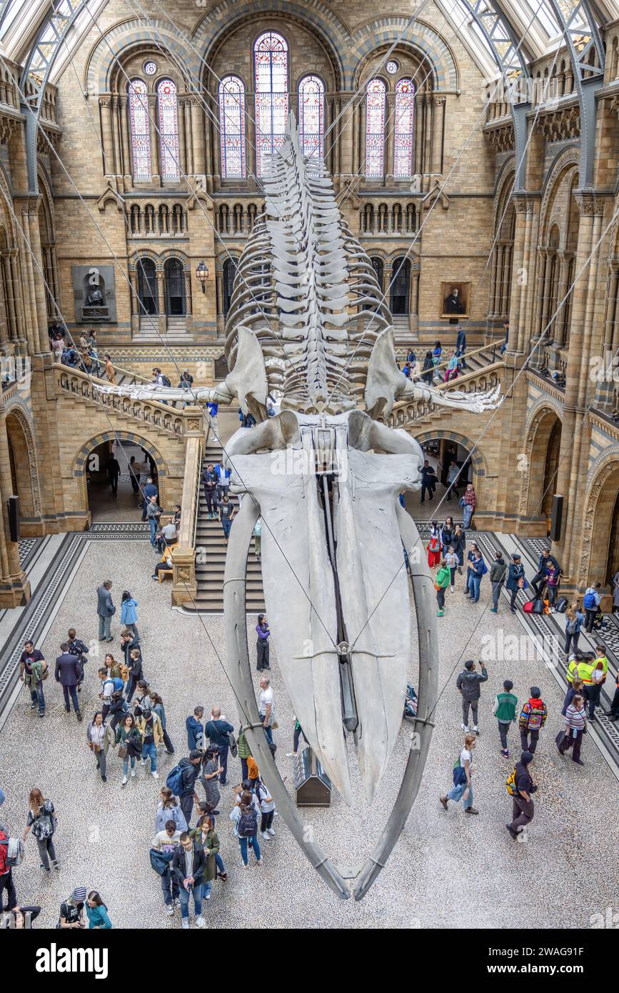 London, UK - May 19,2023: Blue whale skeleton in the main hall of the ...