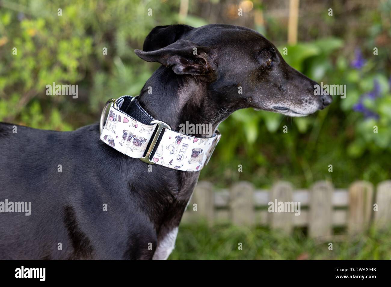 Portrait cutout of a black greyhound with a wide collar resting in the ...