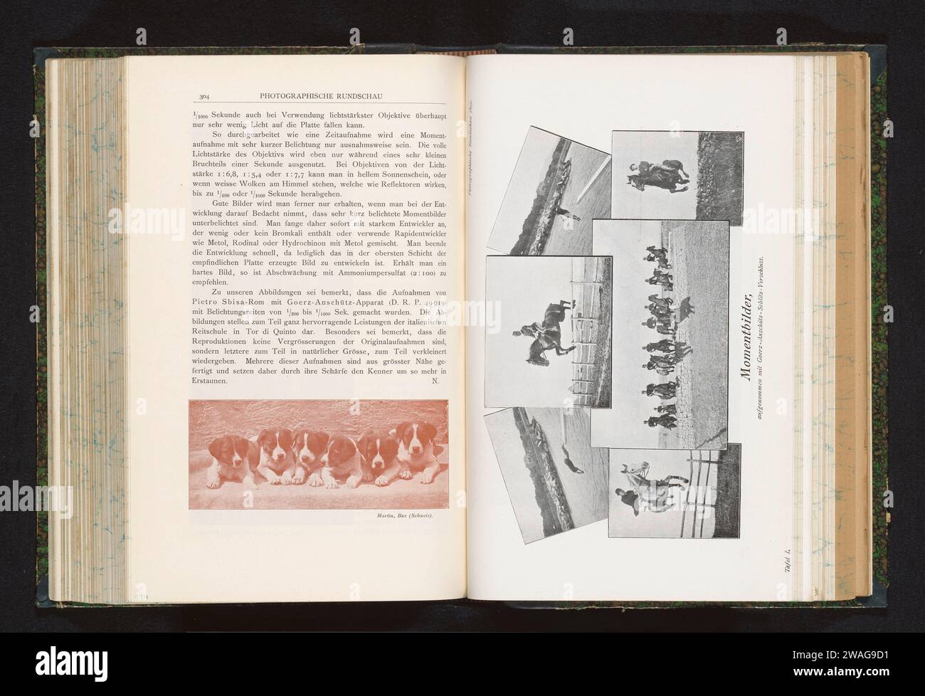 Zestal puppies, Antoine Martin, c. 1894 - in or before 1899 ...