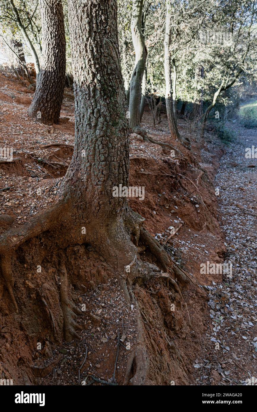 Close-Up of Exposed Roots in a Mediterranean Forest Due to Soil Erosion ...