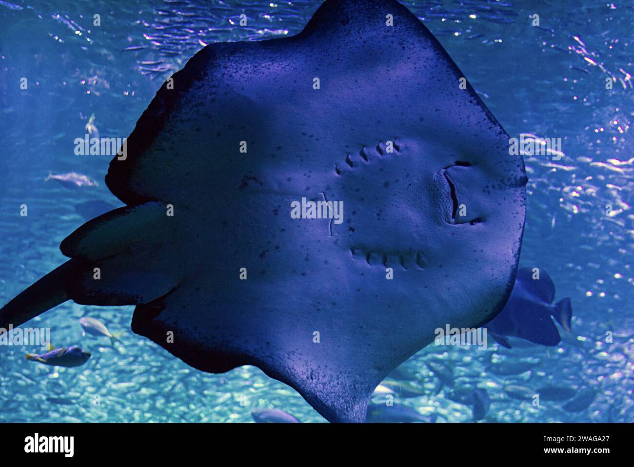 Fly deep ocean hi-res stock photography and images - Alamy