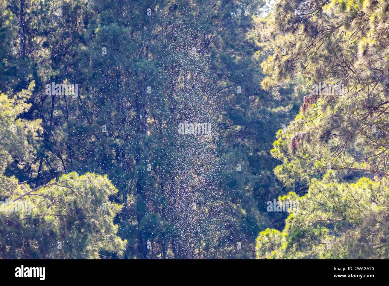 Photograph of a large swarm of insects flying in a forest above a river ...