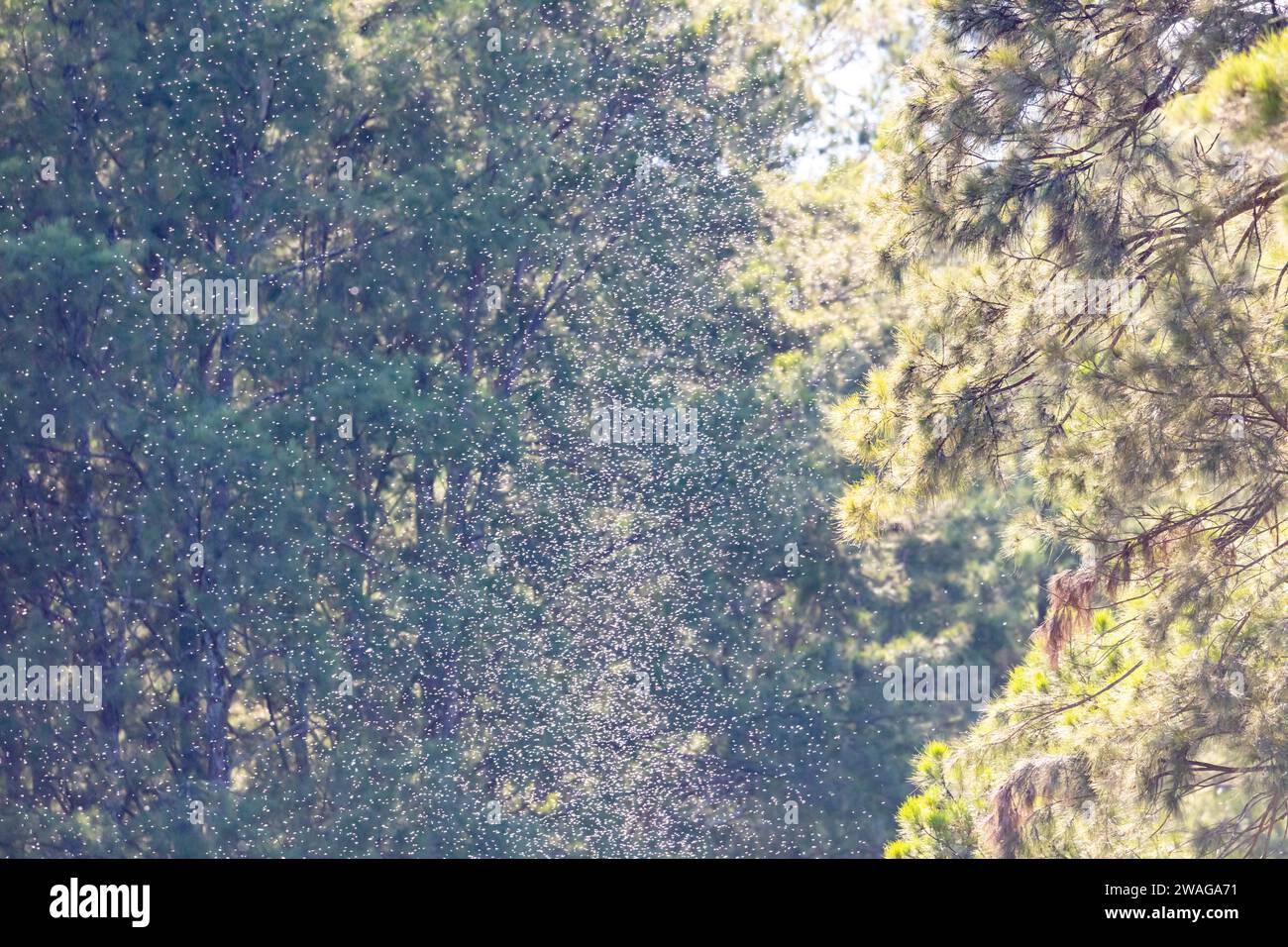 Airborne insects hi-res stock photography and images - Alamy