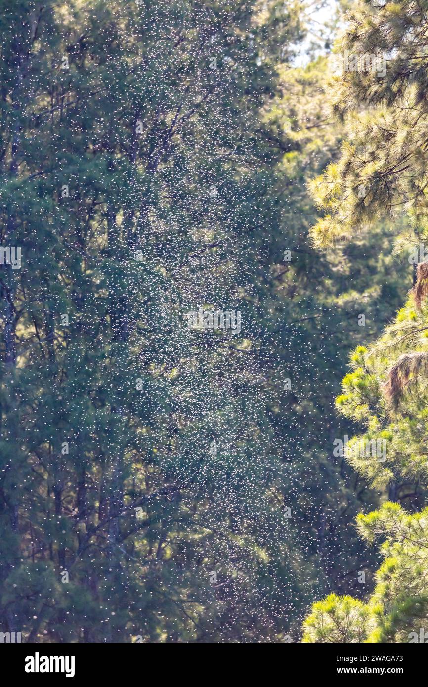 Swarm insects flying above hi-res stock photography and images - Alamy