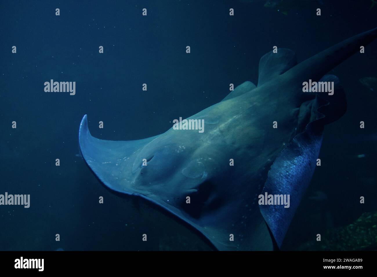 Ocean toxin hi-res stock photography and images - Alamy