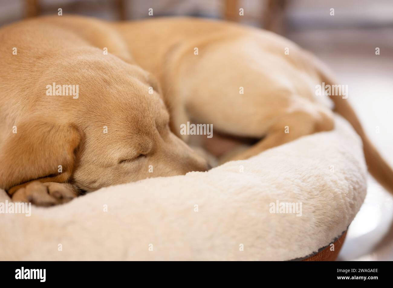 Labrador or just lab hi-res stock photography and images - Alamy