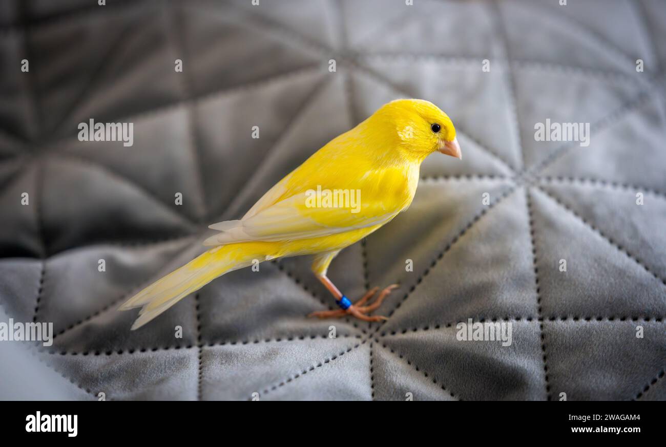 Domestic canary hi-res stock photography and images - Alamy